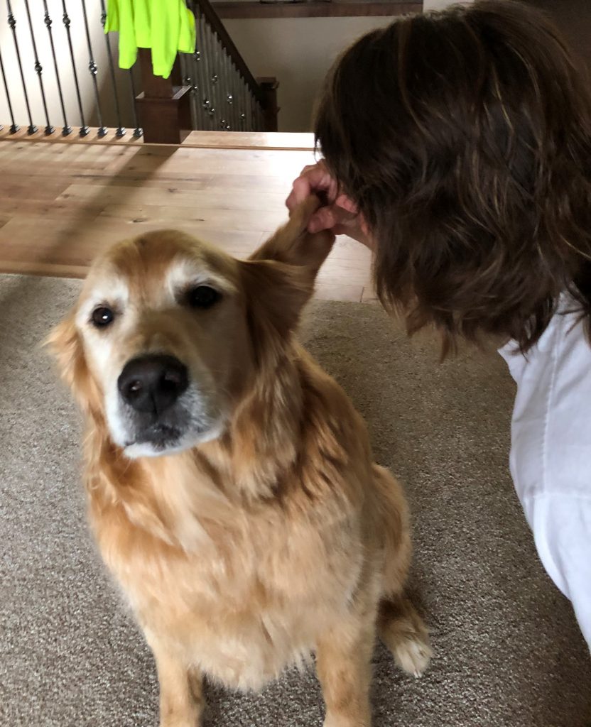 What Is Dog Whisperer Training? | Just For Your Dog