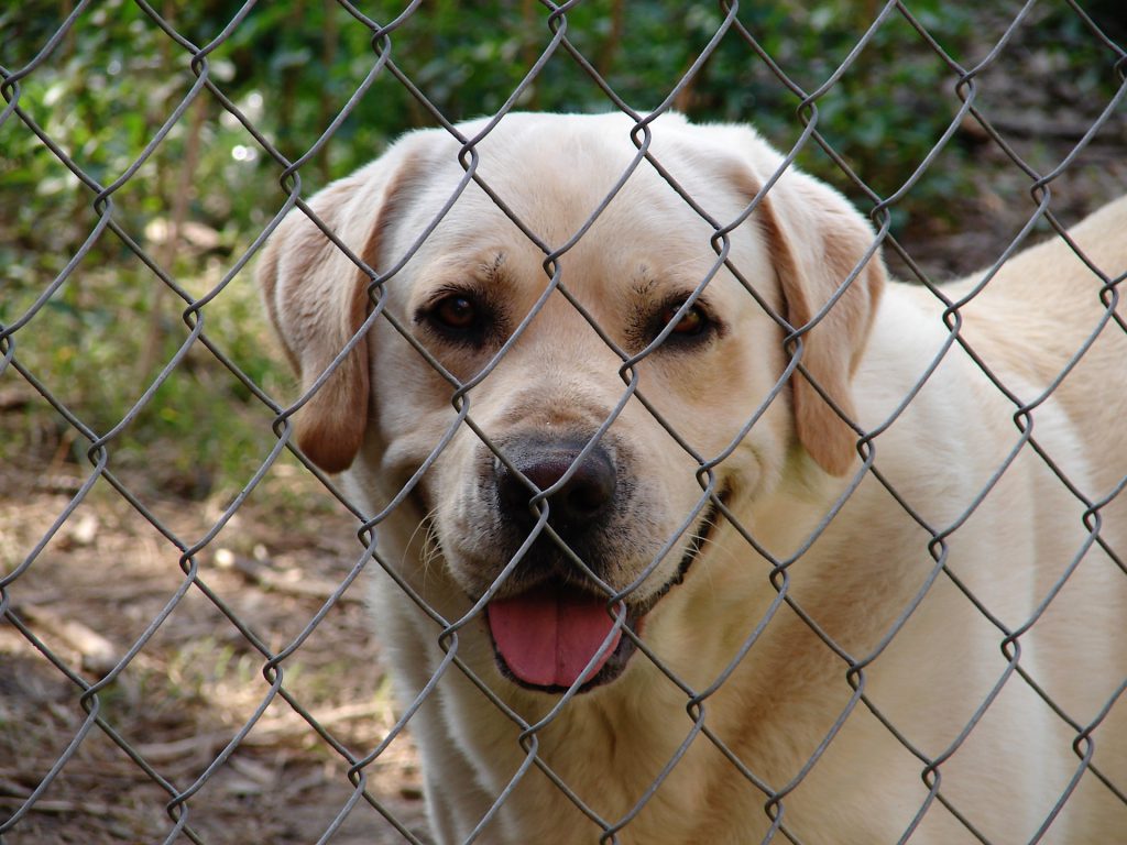 Invisible Fence Pros And Cons-Choosing The Right Fence | Just For Your Dog