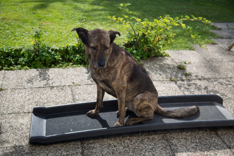 Solvit Telescopic Dog Ramp Review | Just For Your Dog