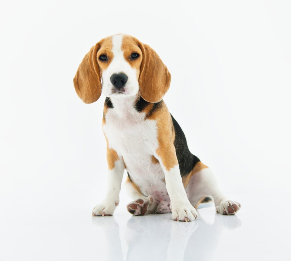 Best Dog For Kids And Families | Just For Your Dog