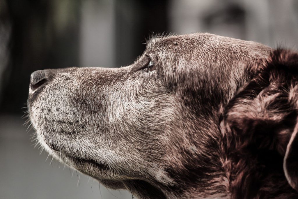 Laryngeal Paralysis In Dogs-Why My Dog Lost His Bark | Just For Your Dog