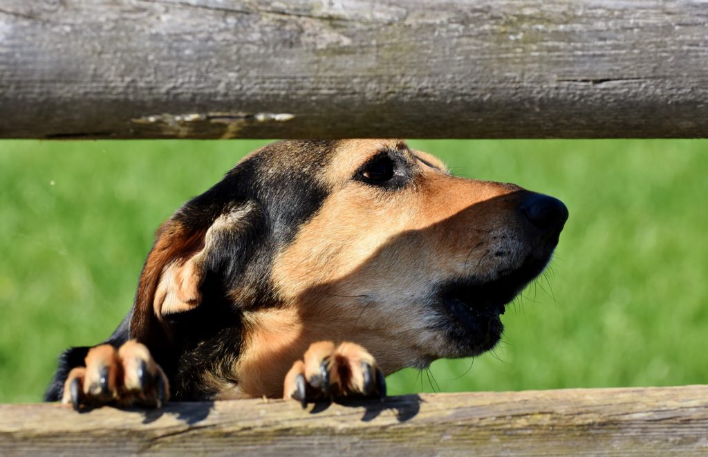 Laryngeal Paralysis In Dogs-Why My Dog Lost His Bark | Just For Your Dog
