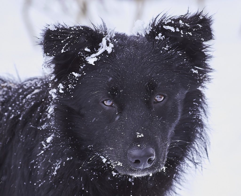 Frostbite On Dogs-Caring For A Dog With Frostbite | Just For Your Dog