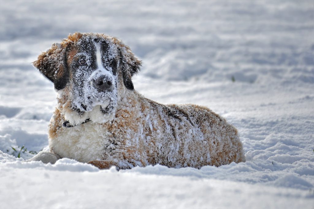 Frostbite On Dogs-Caring For A Dog With Frostbite | Just For Your Dog